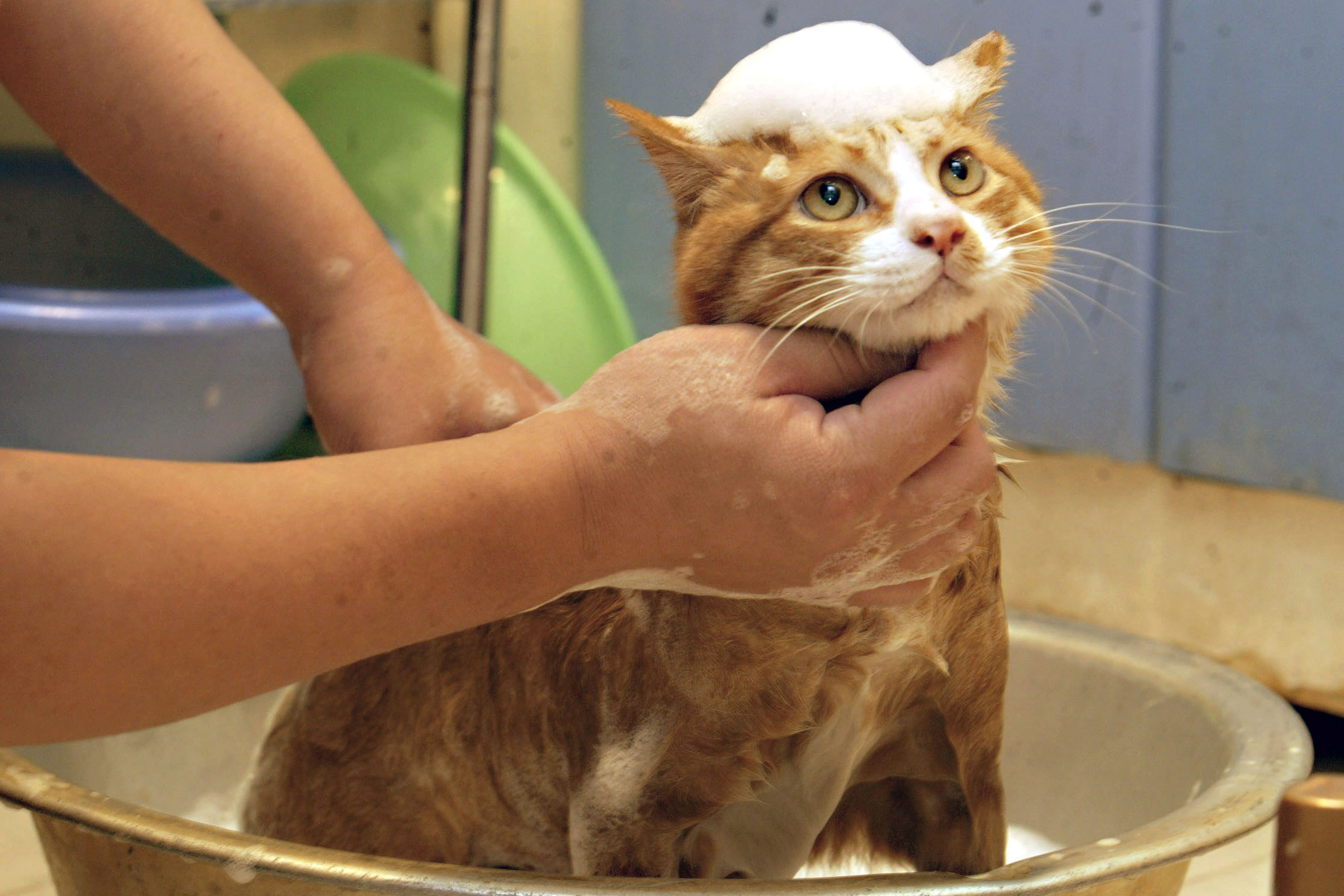 Laifu The Cat Takes Baths Three Times A Week POPSUGAR Pets