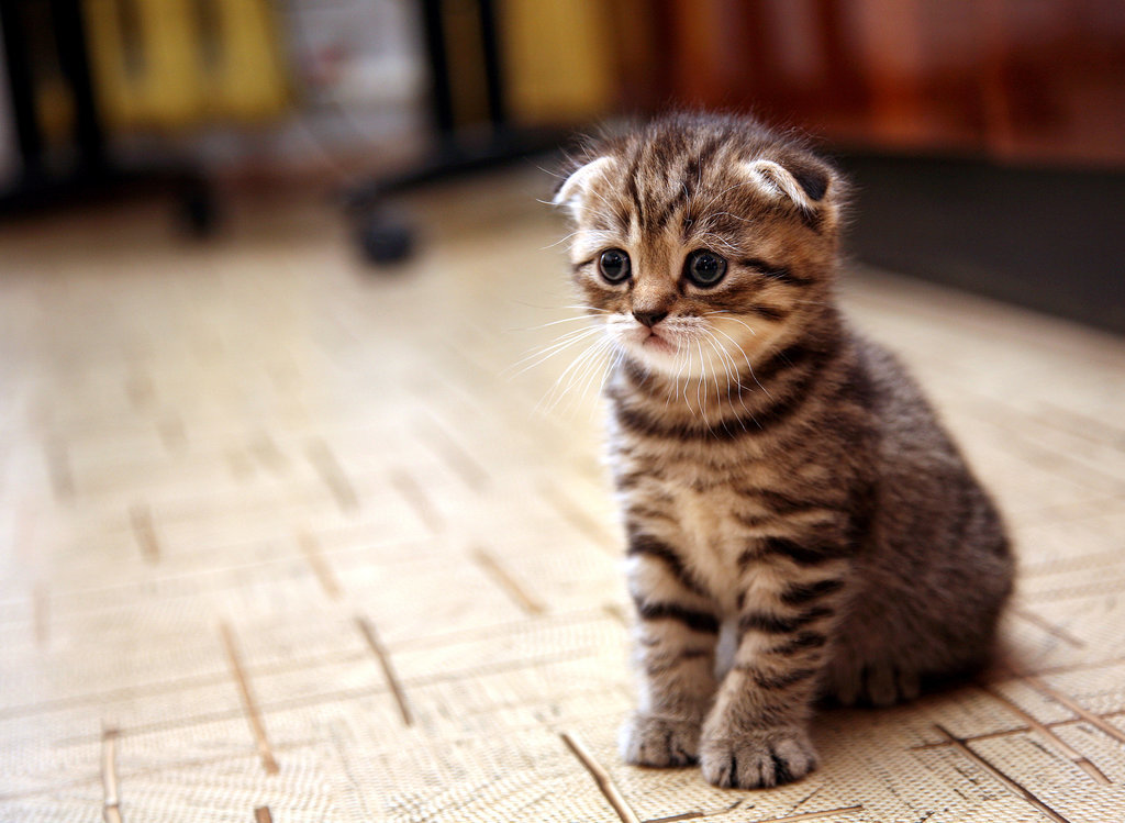 Looking Cute When Confused | 18 Times You Wished You Were a Cat ...